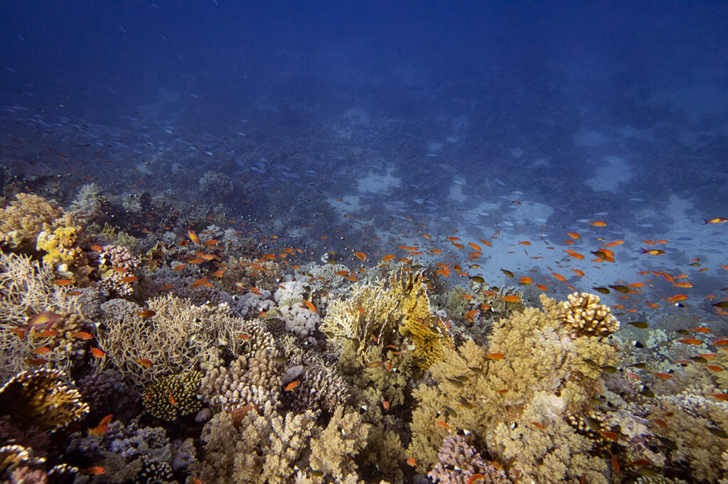 Tauchsafari Red Sea Explorer, Ägypten - BLUEWAVEFILMS